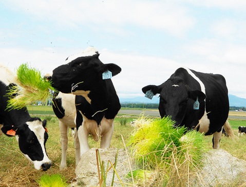 The Timeline of Multi Crore Fodder Scam